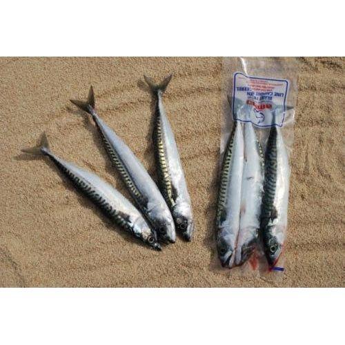 Whole Mackerel 2 per packet – Goodyears Outdoors